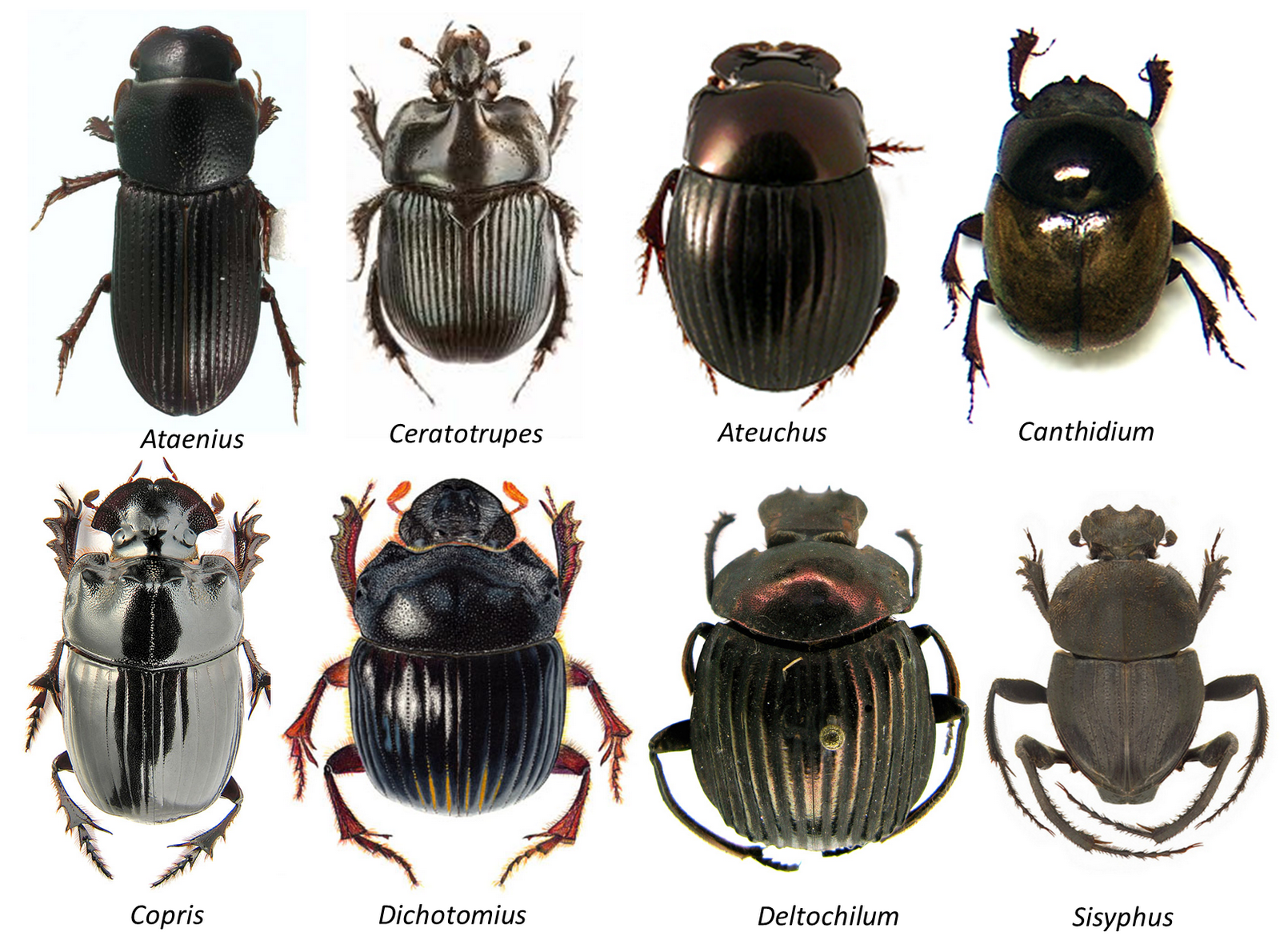 SERVICIO COMUNITARIO EN ENTOMOLOGIA FORENSE: Coleópteros Necrófilos ...
