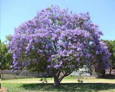 Flamboyant bleu / jacaranda | Flore de l’île de la Réunion