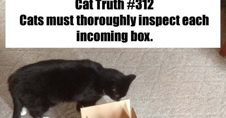Catladyland: Cats are Funny: Cat Truth #312: Cats Inspect Boxes