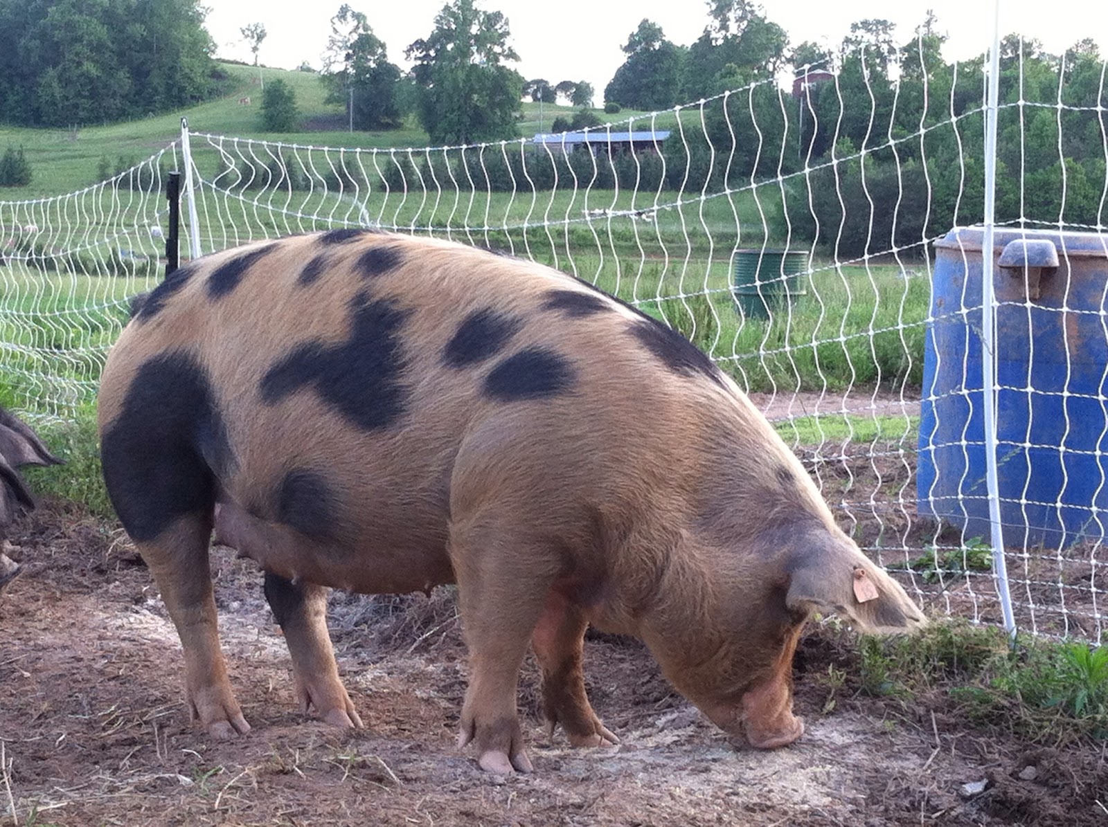 Bluebird Farm: Mama Pigs on the Farm