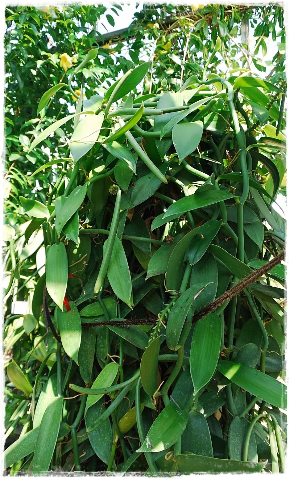 HAYATCEMRESİ: EV YAPIMI VANİLYA ŞEKERİ/VANİLYA NEDİR?