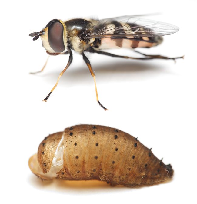 ムシをデザインしたのはダレ？: ヘリヒラタアブ Didea alneti ( FALLEN, 1817 )