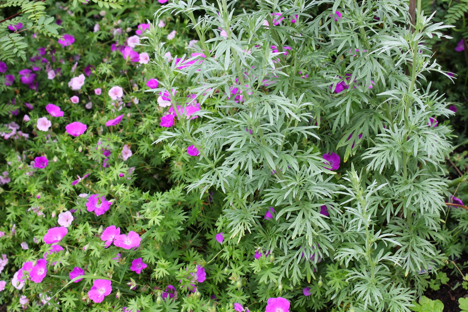 hagen vår: Fargen rosa