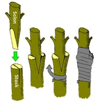 Practical Gardening: Cleft Grafting, Top-Wedge Graft or V-Graft on Cape ...