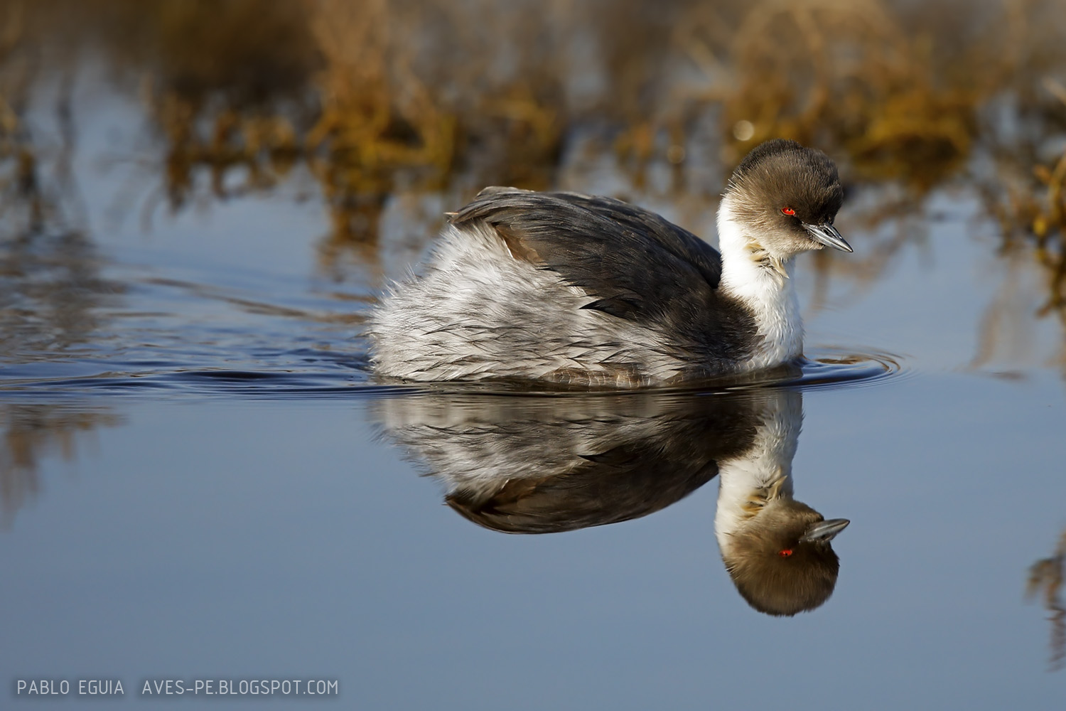 mis fotos de aves: Podiceps occipitalis Macá Plateado Southern Silvery ...
