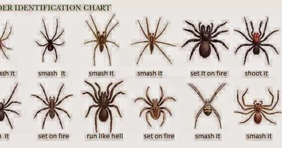 AmyOops: Spider identification chart.