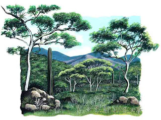 Ecosistemas: La selva baja