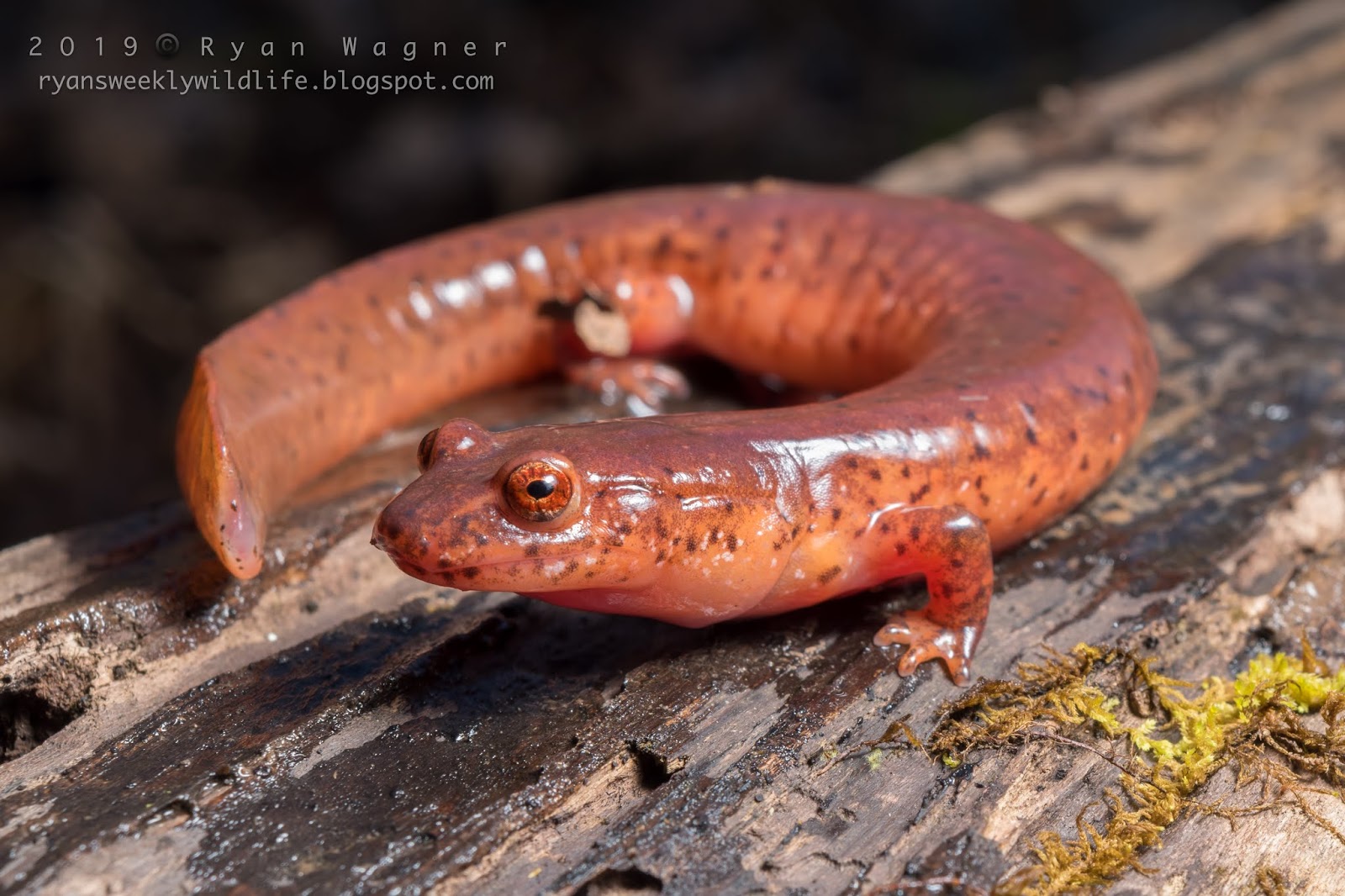 Field Life: The Salamander Trifecta