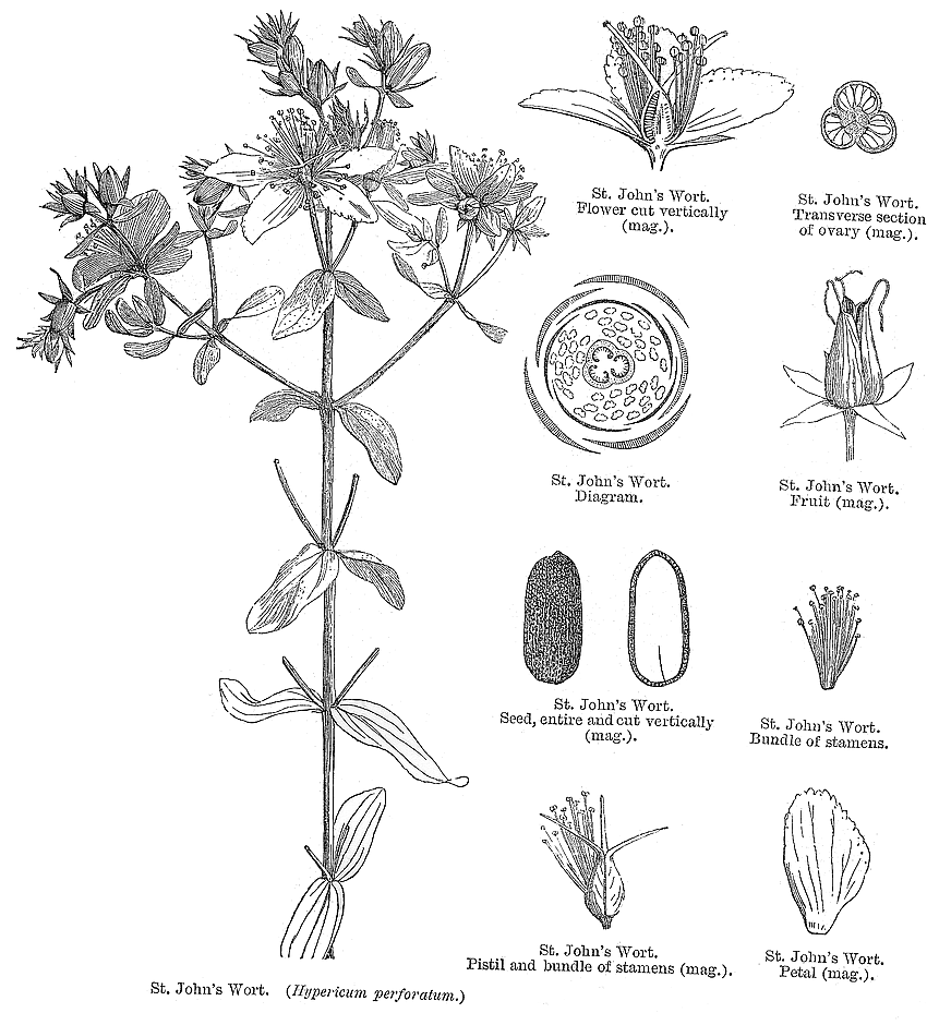 Family Hypericaceae : Floral Formula and Diagnostic Features of ...