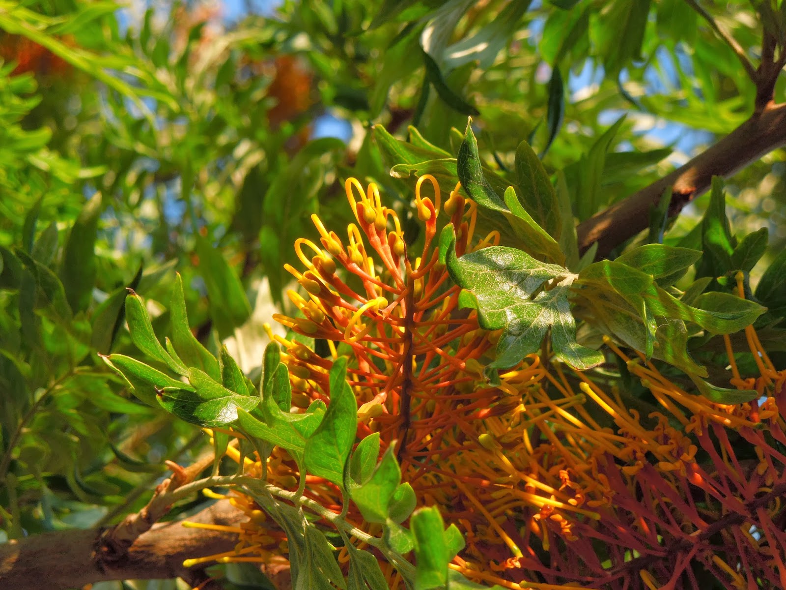 ROBLE AUSTRALIANO - BOTÀNIC SERRAT