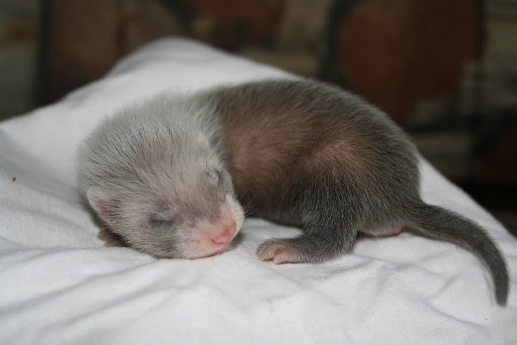 Ferret as a pet.: Afrički tvor-feretka-Svu vašu pažnju vratiti će vam i ...