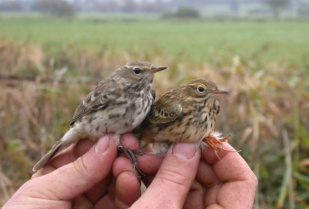 Axe Birding: Winter Water Pipit ID