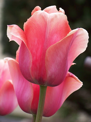 I Love My Garden: Spring Teaser