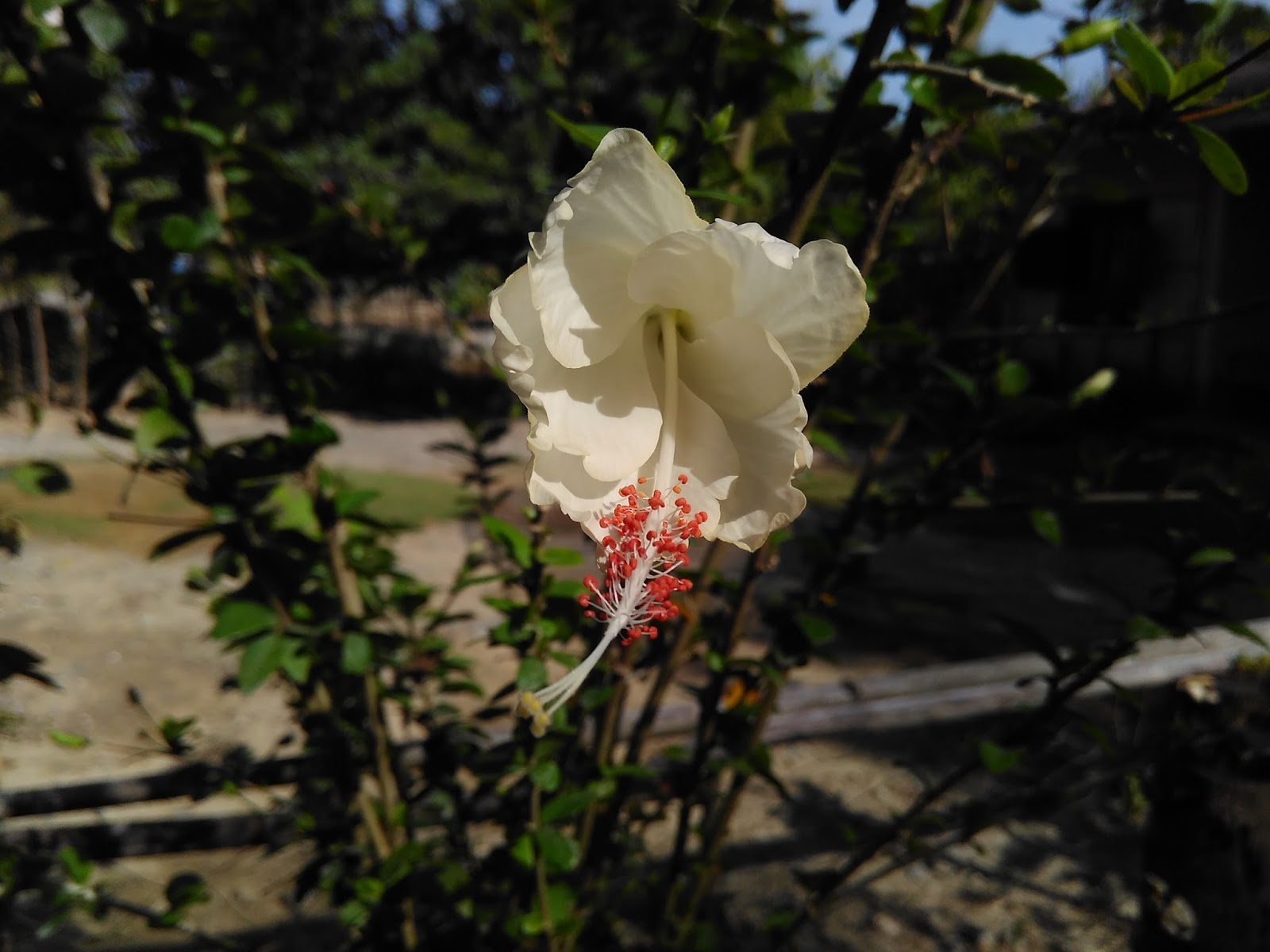 Tanaman Bunga Milik Ibu : Bunga Mawar | Bunga Sepatu | Bunga Pacar Cina ...