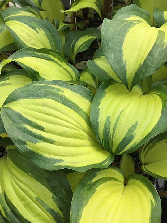 gardens@duke: Spring Plant Sale Preview: Hostas