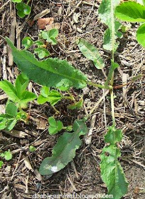 Survival and Preparedness on a Budget: Dock Plants, Dock Seed Flour