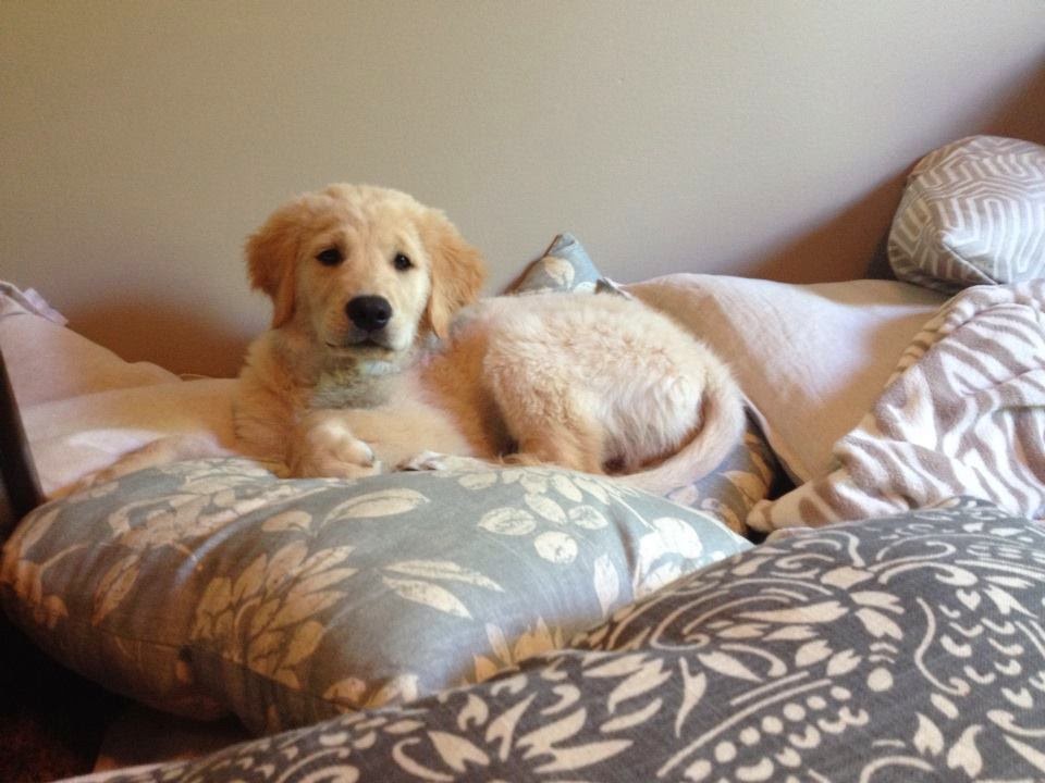 Raising Rusty-Our Golden Retriever