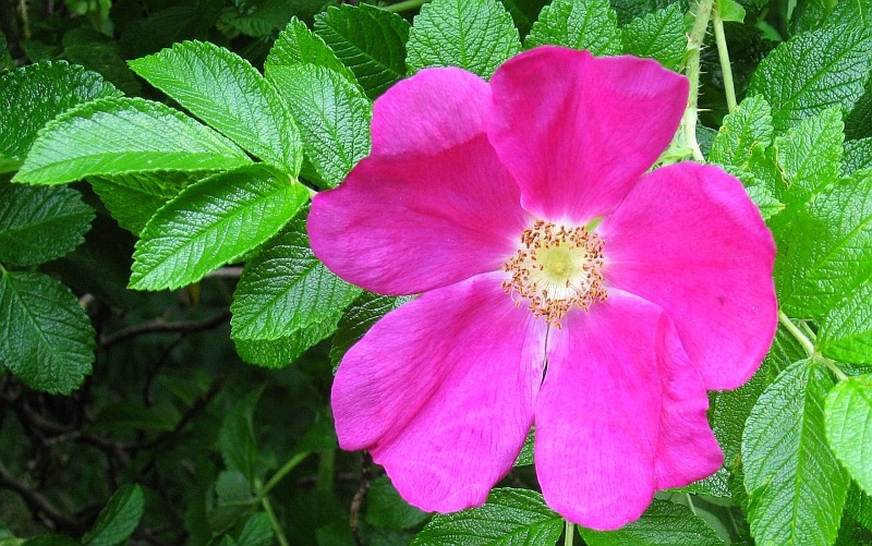 Flowerpedia: Rosa Rugosa