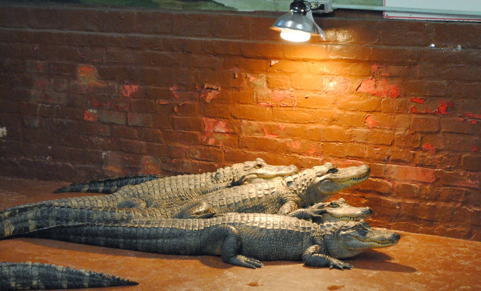 The Carpetbagger: Arkansas Alligator Farm