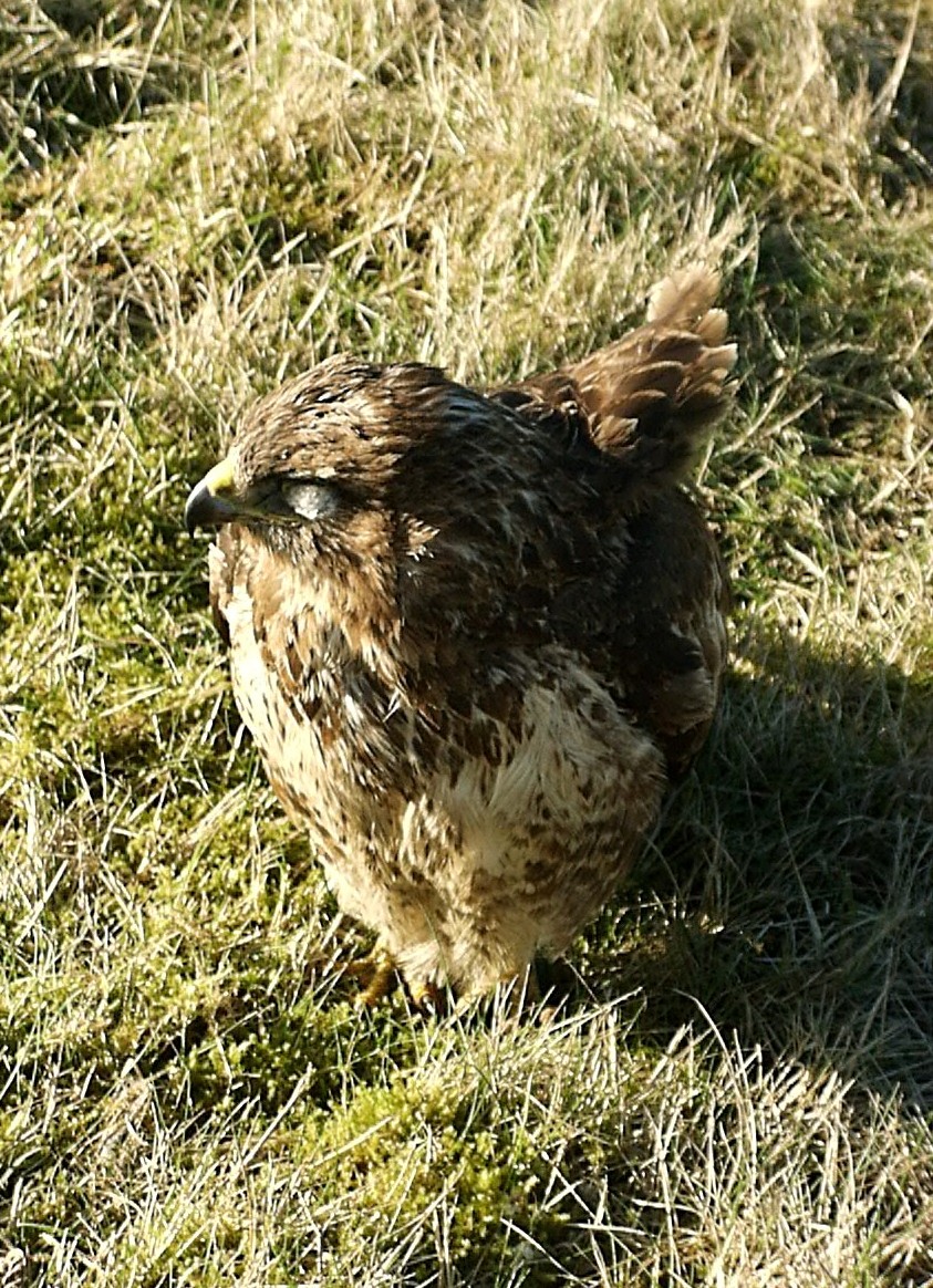 Professor P.Brain's blog: Buzzard Cull Off