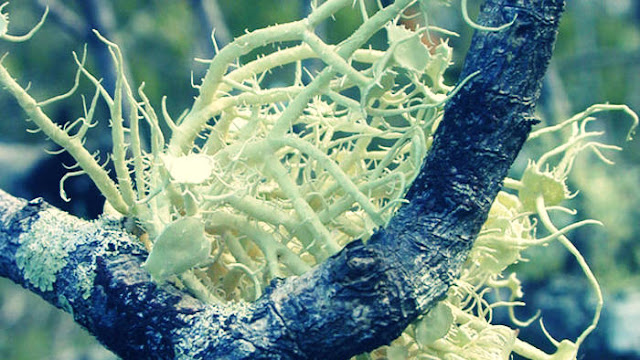 12 Manfaat Kayu Angin Dan Cara Menanam Lumut Jenggot, Usnea