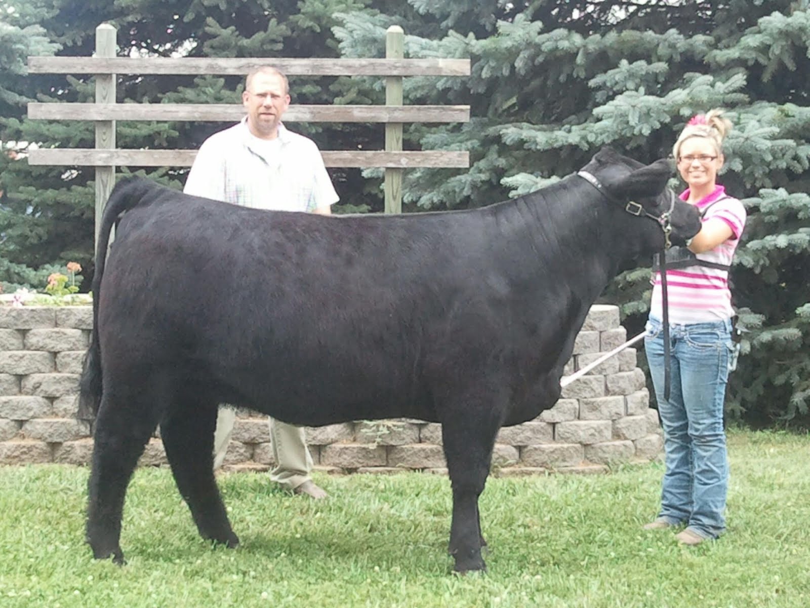 MITTAG Blog: Shelby Co Open Show : Breeding Heifers
