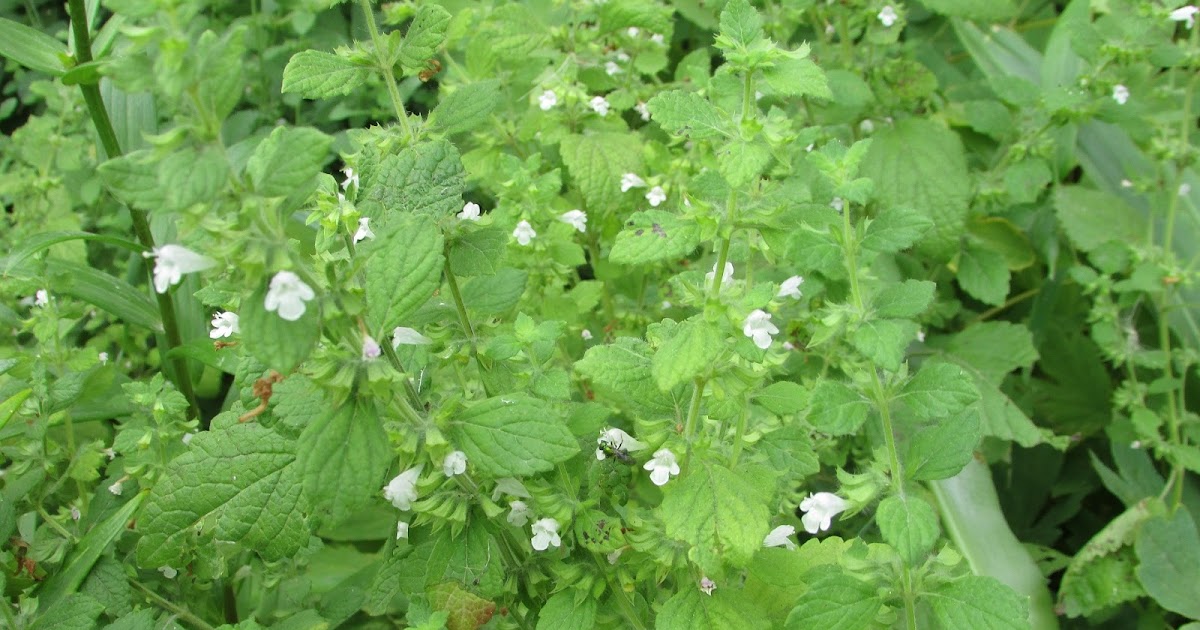 Gardening Granny's Gardening Pages: Lemon balm