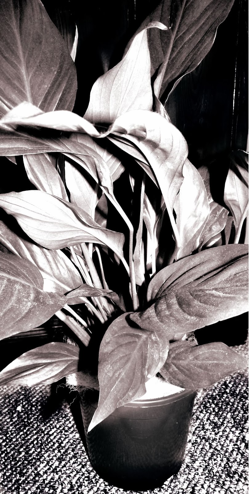 Kerry Greer Photography: Plants in the style of Imogen Cunningham