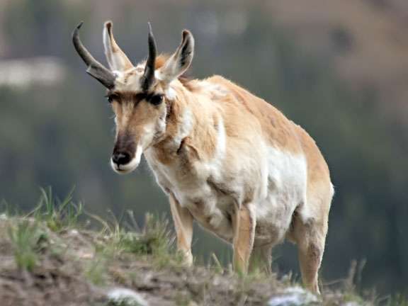 Ecobirder: Pronghorn