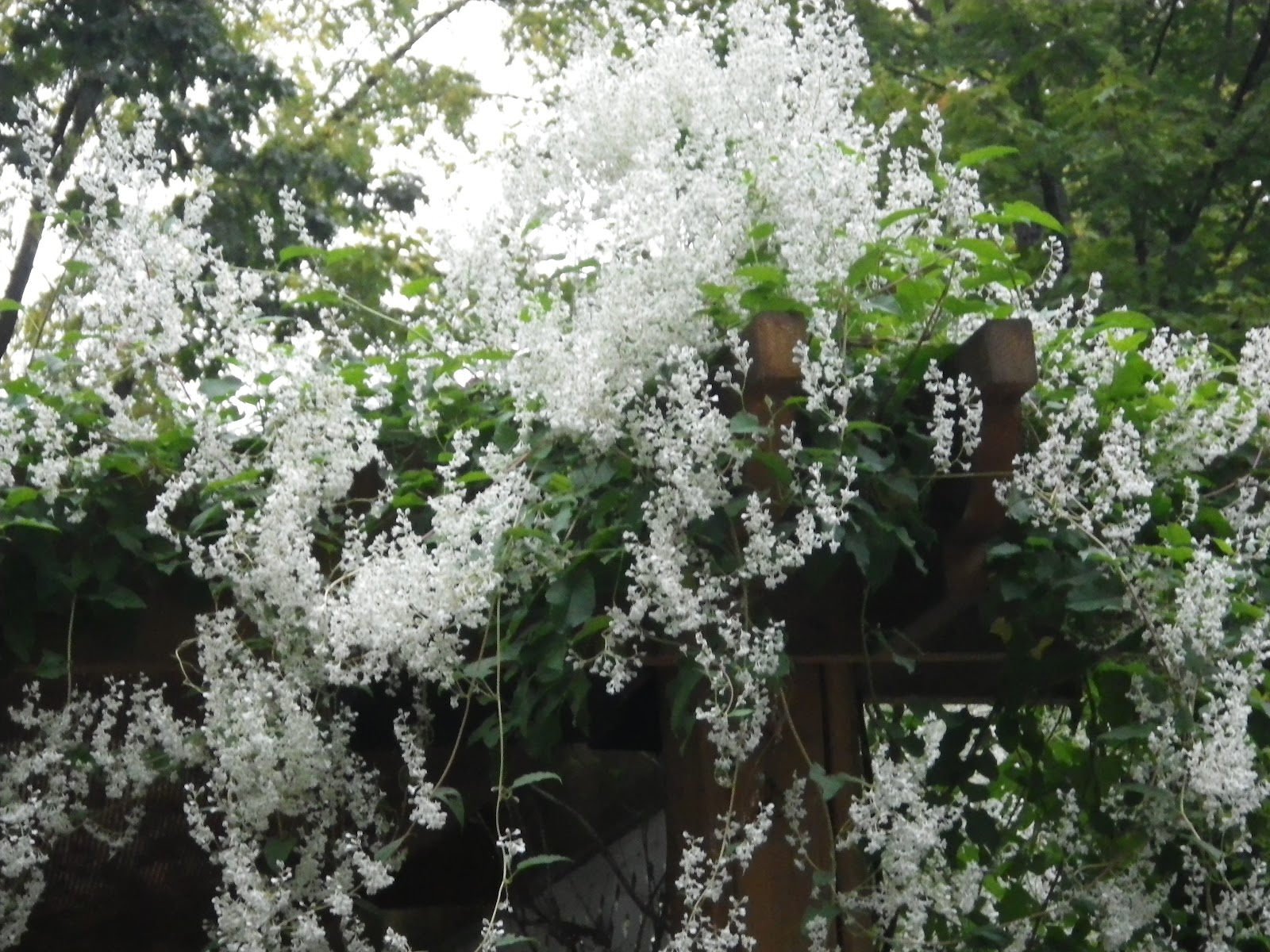 Life from the back garden: Silver Lace Vine