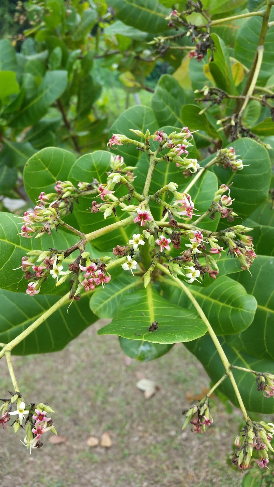 Warisan Petani: Pokok Jambu Gajus