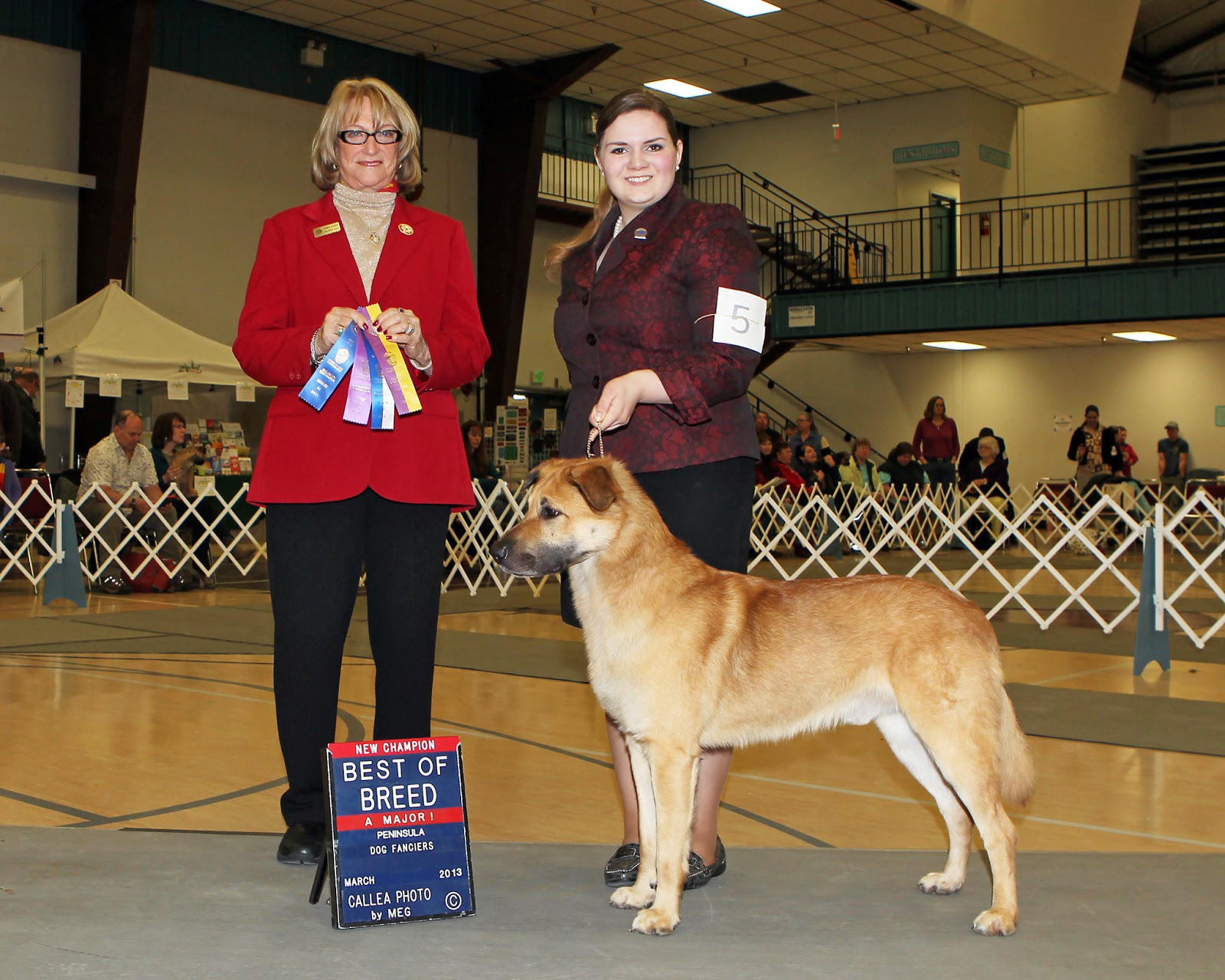 BrownStone Chinooks: Westminster Dog Show