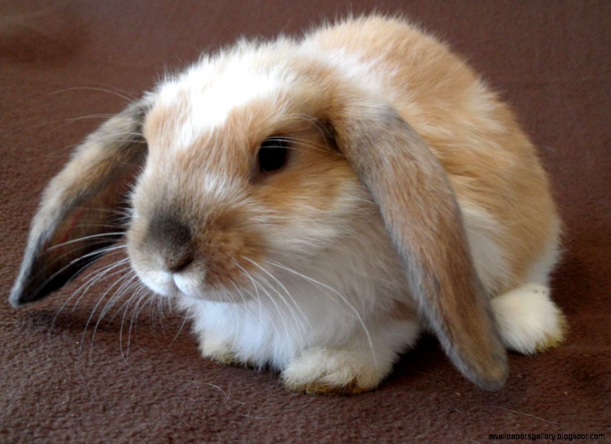 Baby Lop Eared Bunnies For Sale | Wallpapers Gallery