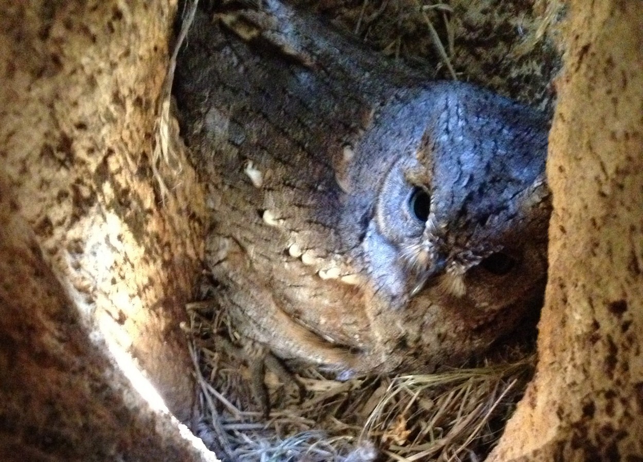 BIRDINGLEON: Nido de Autillo