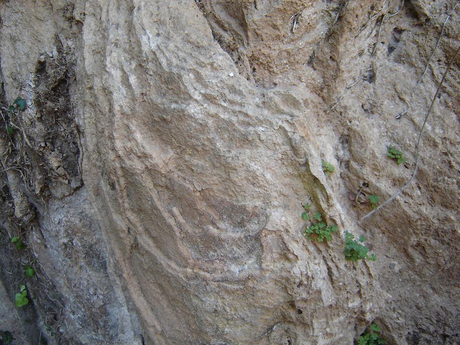 Plantas "fosilizadas" por costras calcáreas en San Nicolás del Puerto