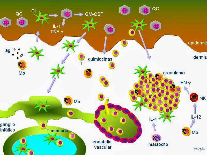 Dermatologia005: Portafolio Grupo 5