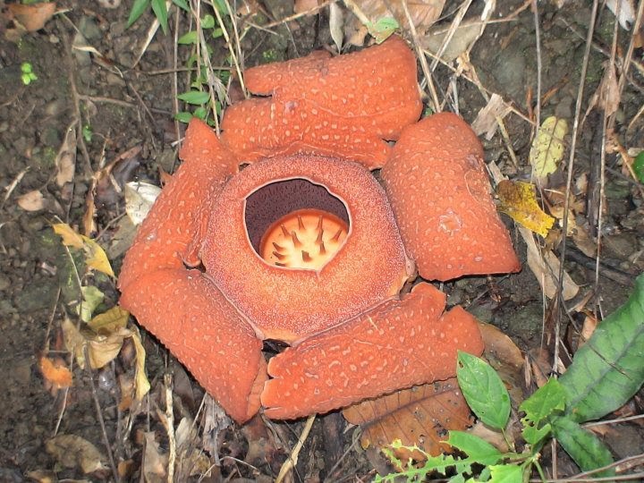 from place to place: Mount Porras and SNP