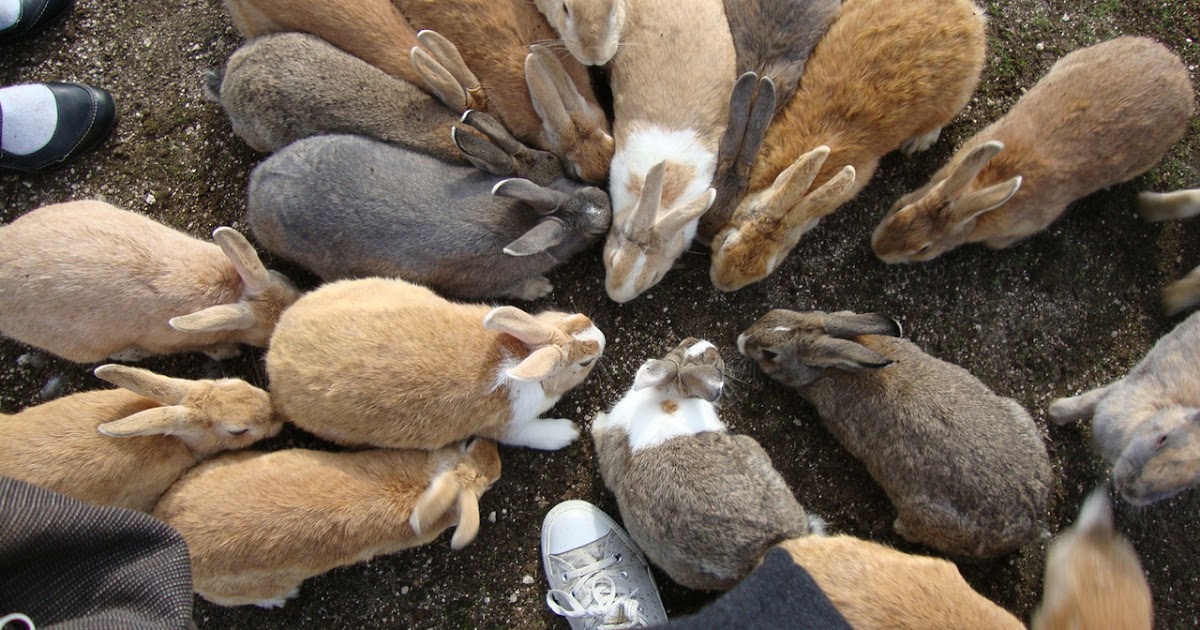 Travel Trip Journey : Rabbit Island Ōkunoshima Japan