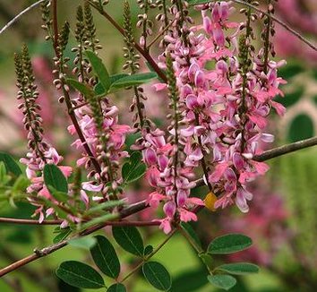 Cara Menanam Indigofera Paling Simple | Tips Merawat Tanaman Ok