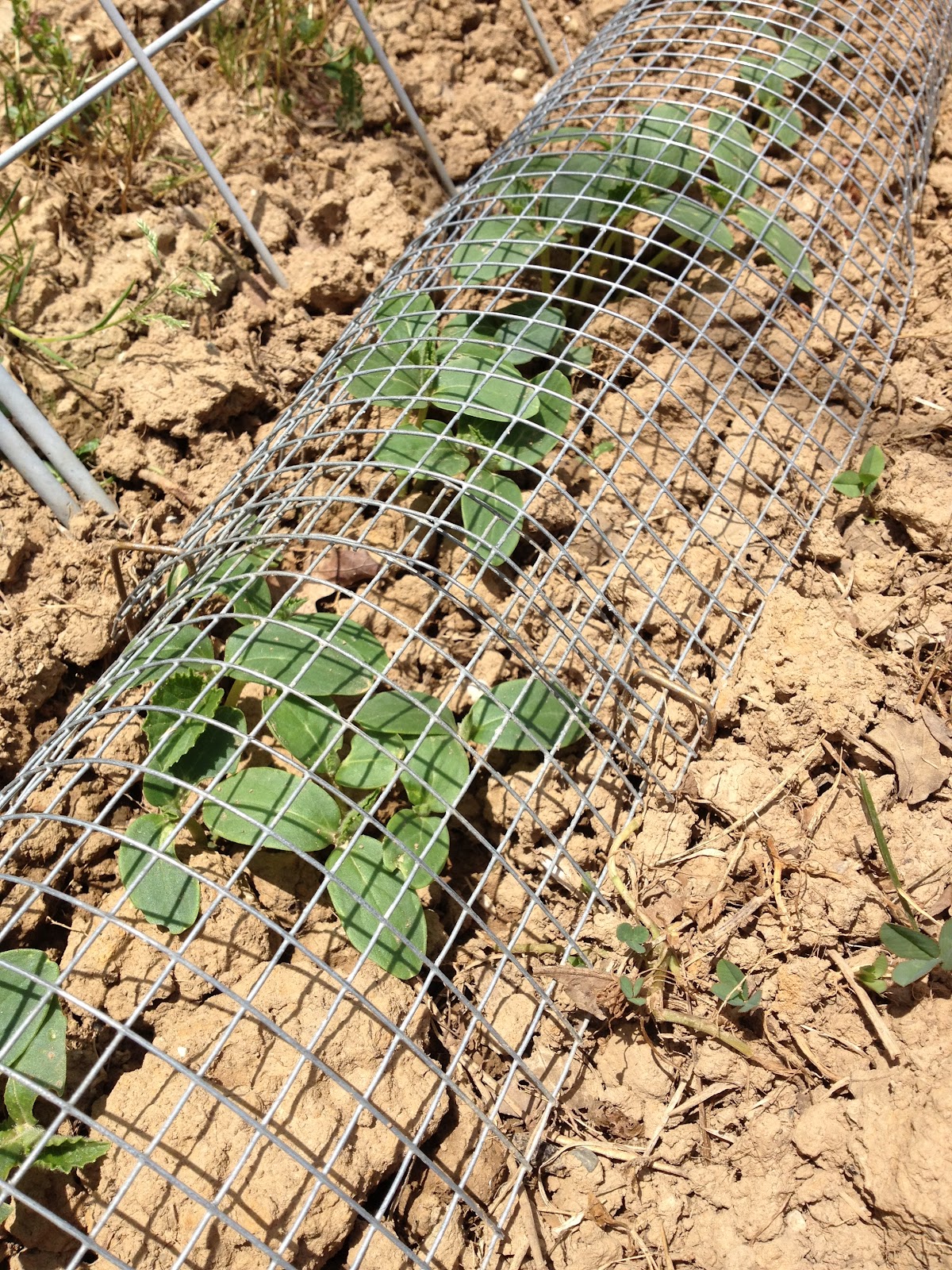 Fast, Cheap, and Good: Sustainability, One Choice at a Time: Protecting ...