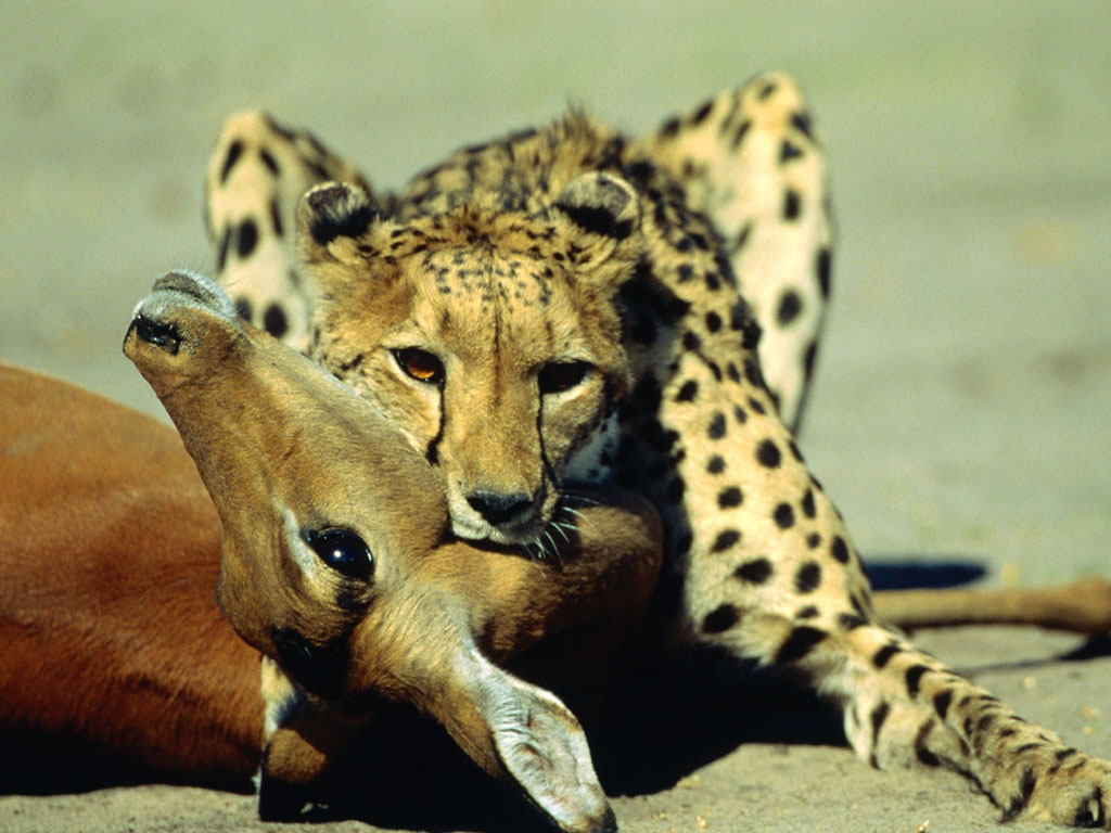 Guepardos | ¿Qué piensas de la foto?