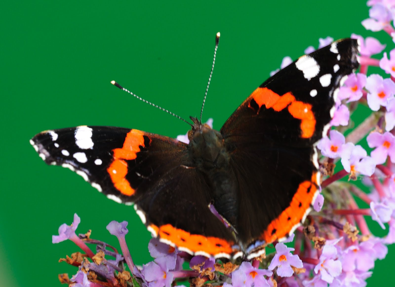 The Poor Mouth: Red Admiral