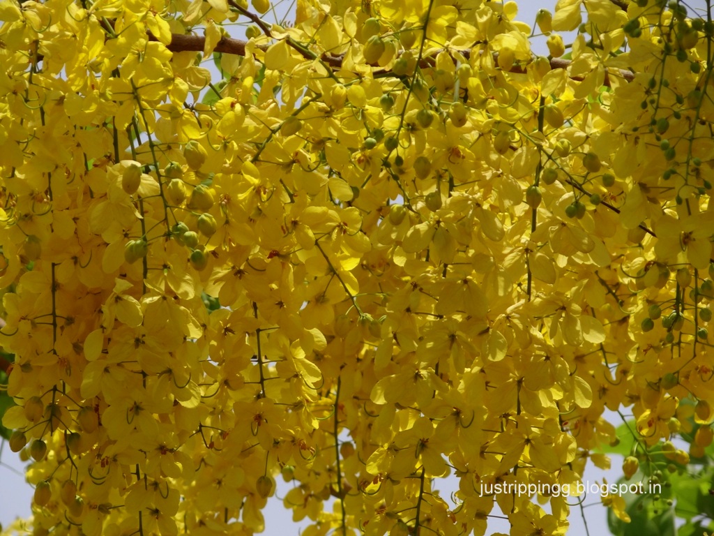 Just Tripping!: Love in the Times of Amaltas