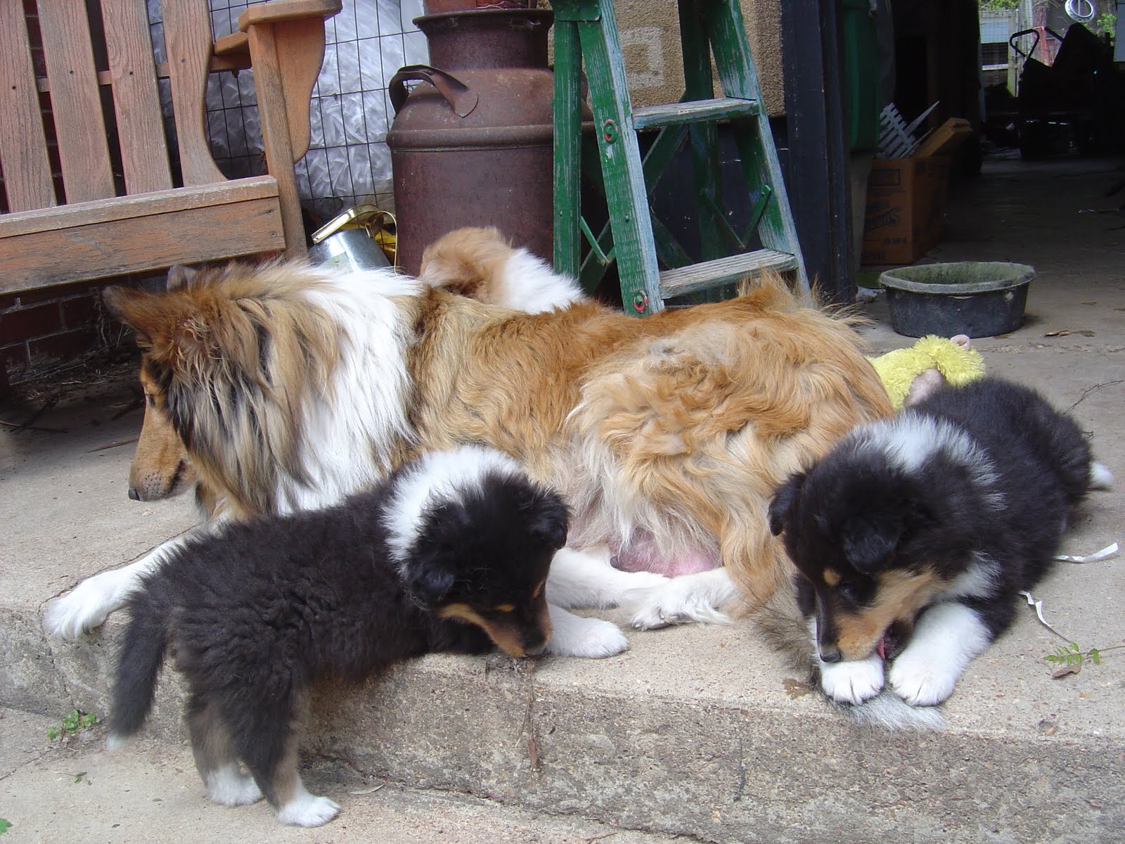Musings from Fairlight Farm: Week Six--Collie Puppies