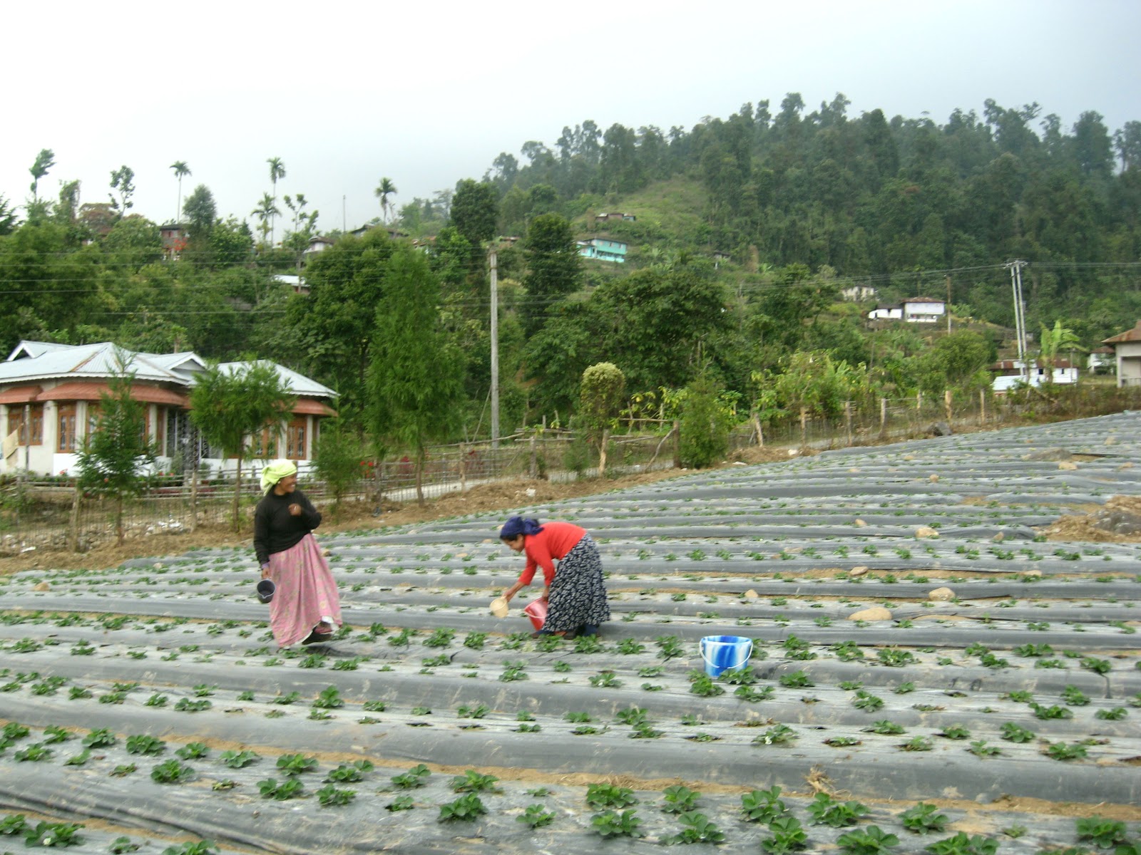 Dooars Resorts | Dooars Ecoviillege