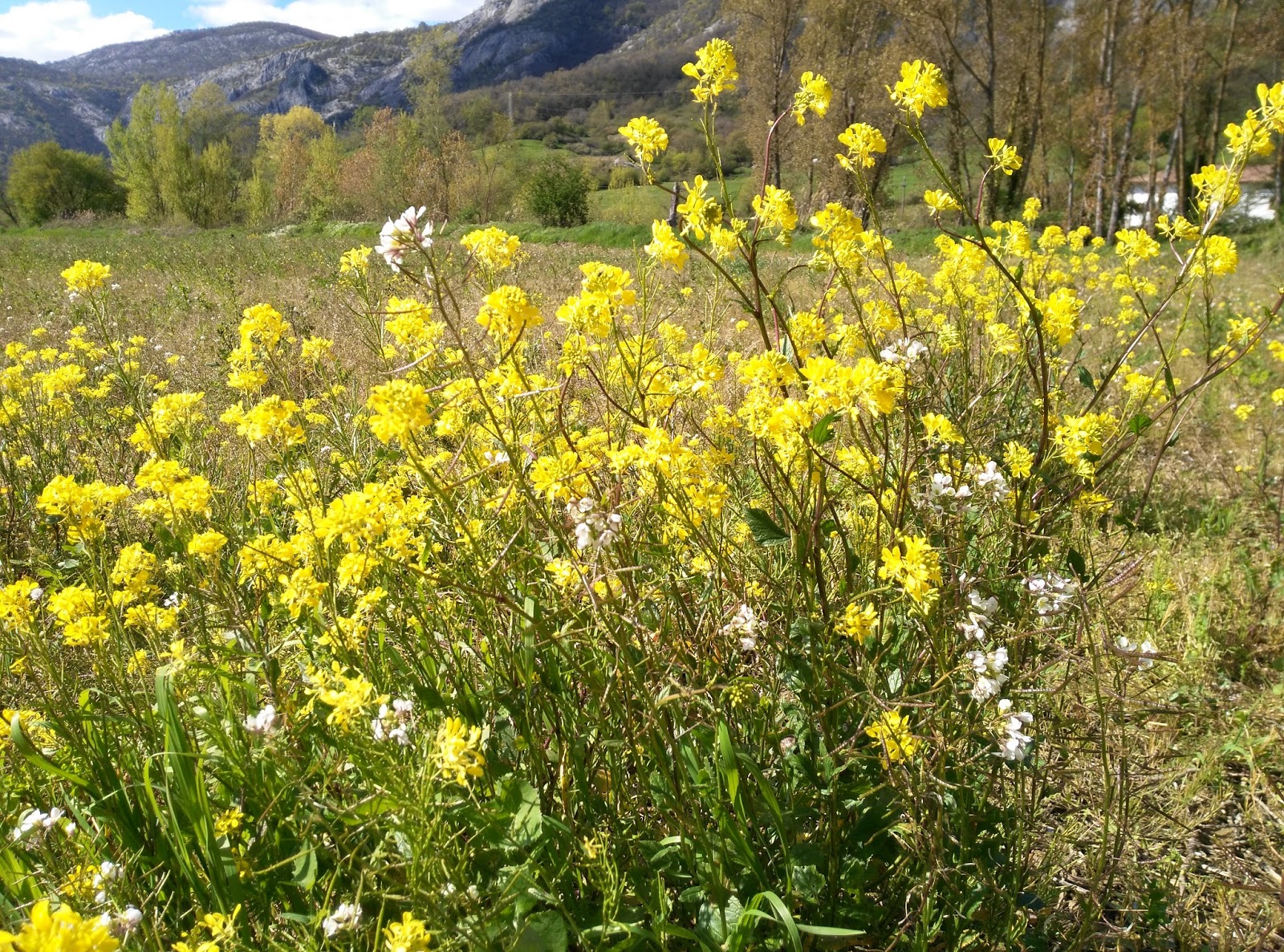 al encuentro con las flores: MUSTARD - Mostaza (Sinapis arvensis)