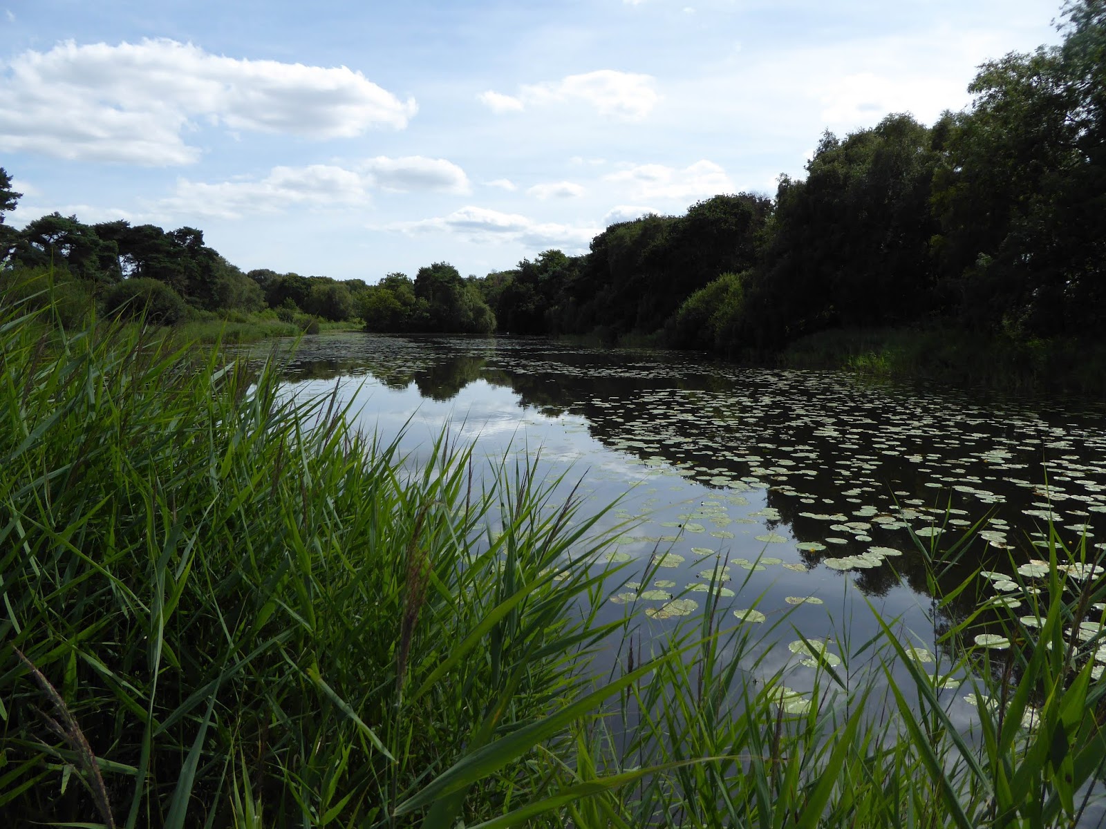 Wild and Wonderful: Lound Lakes, Southwold Beach and A Pair of Late ...