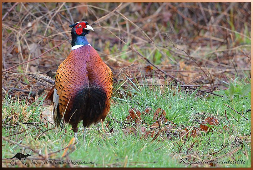 WILDLIFE GATEWAY: Faisan de Colchide - Phasianus colchicus