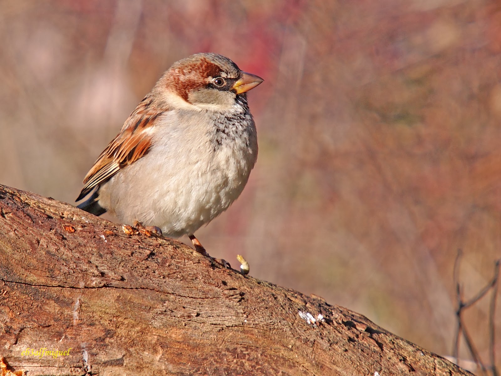 Miguel fotografia: Gorrión común (Passer domesticus)