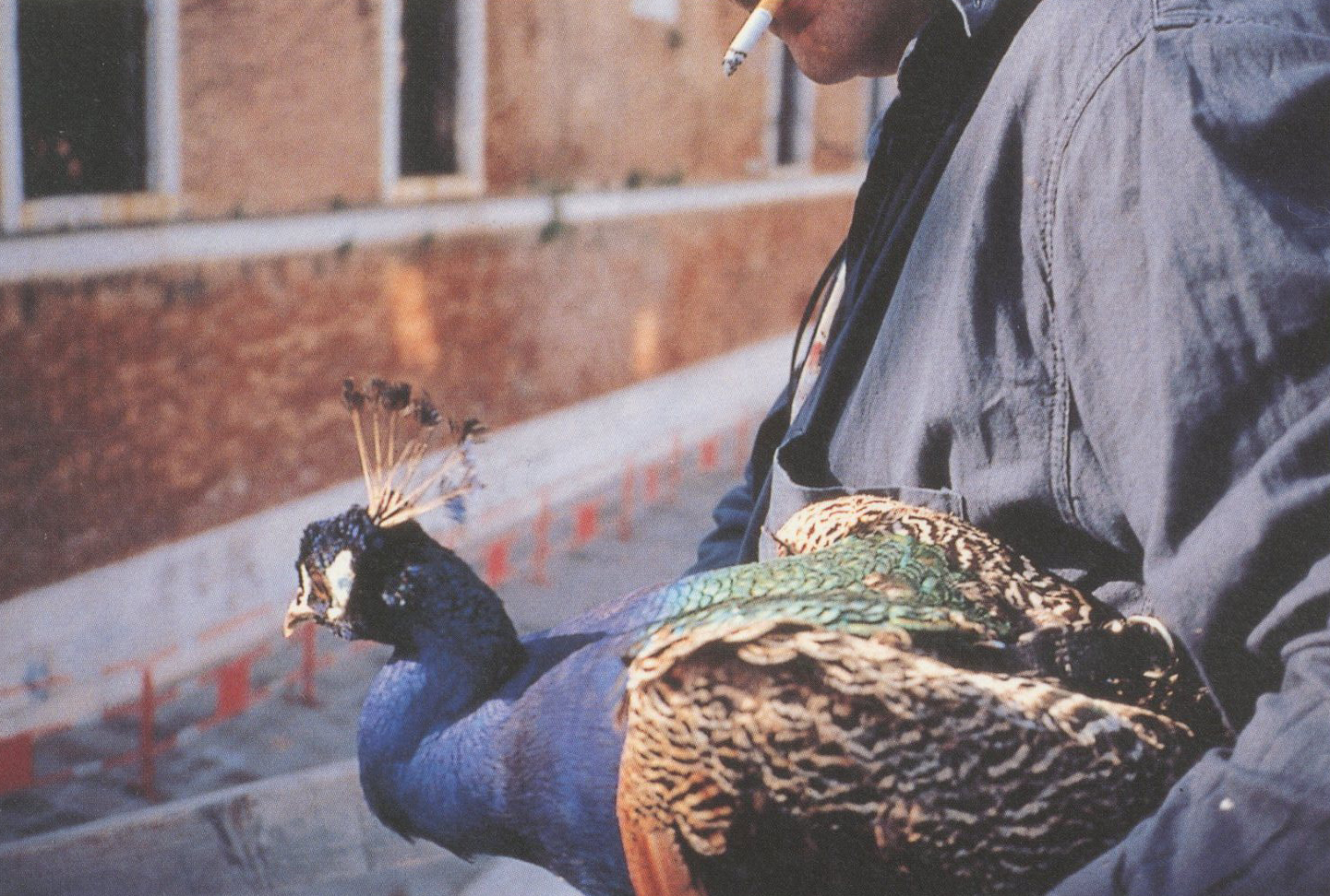 stopping off place: Mr. Peacock